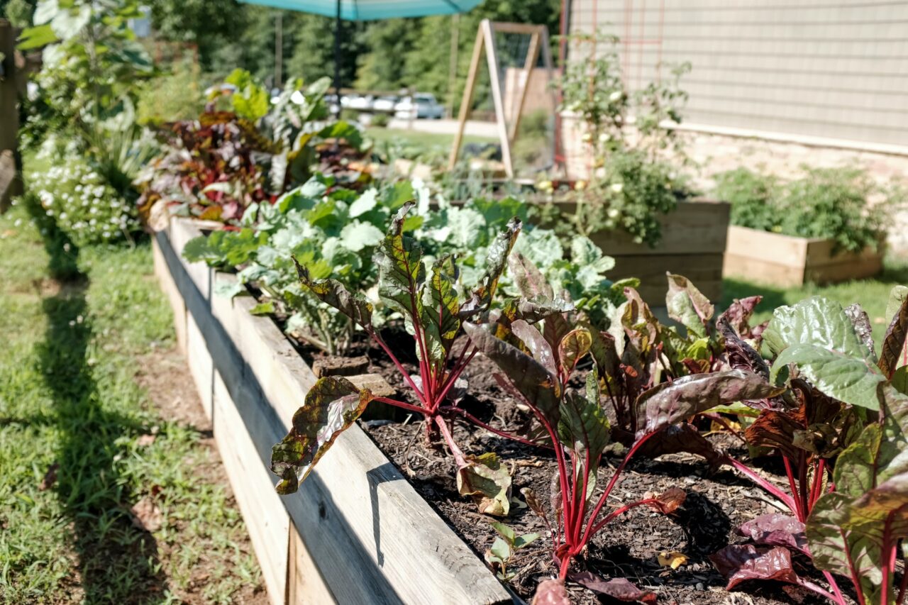 Vegetable Garden Beginners' Guide: How to Grow Your Own
