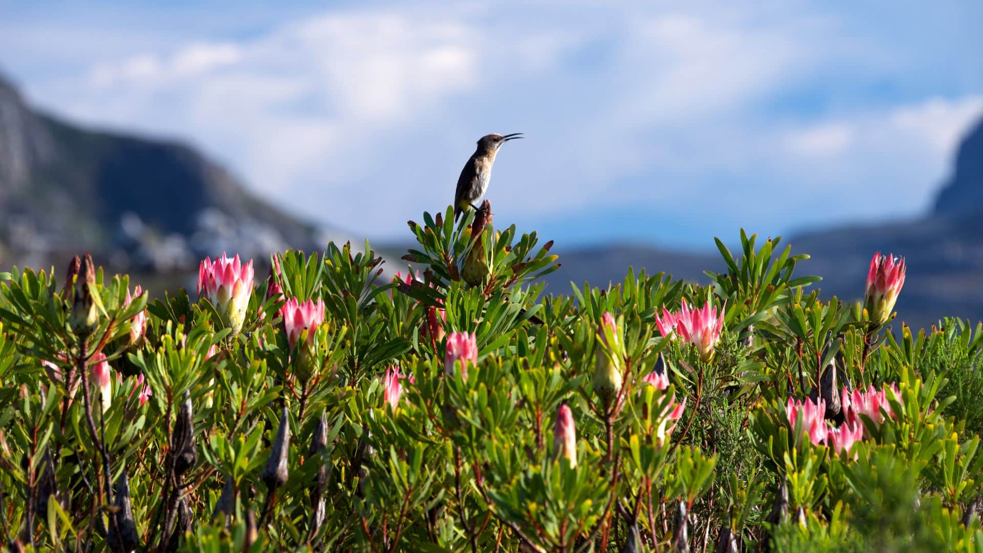 Designing with Fynbos - Contours Landscapes