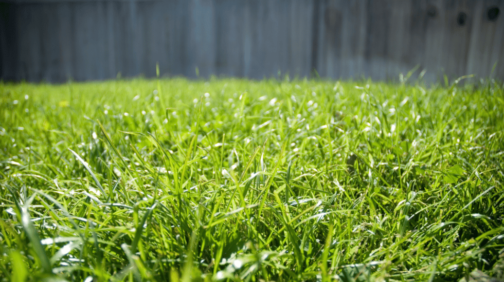 Grass Types South Africa: The Ultimate Guide for Every Lawn