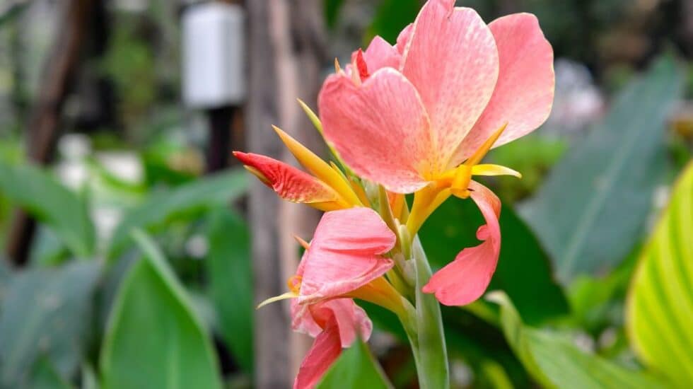 Top 10 Most Wanted: Invasive Alien Plants in South Africa