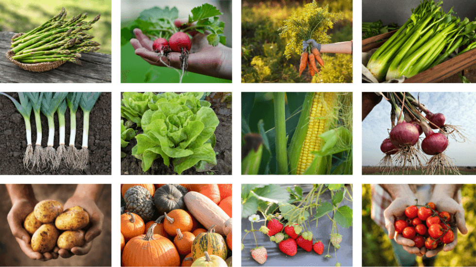 Ultimate How-to Guide For Companion Planting in the Garden